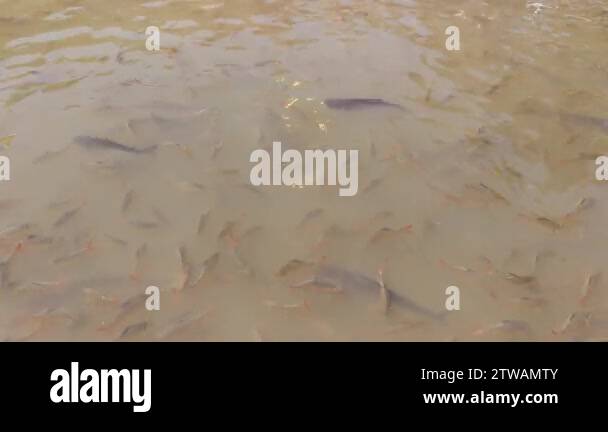 Fish of chao phraya river Stock Videos & Footage - HD and 4K Video ...