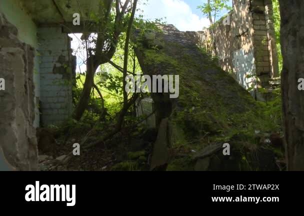 Tree growing inside building Stock Videos & Footage - HD and 4K Video ...