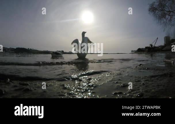 Portuguese goose Stock Videos & Footage - HD and 4K Video Clips - Alamy