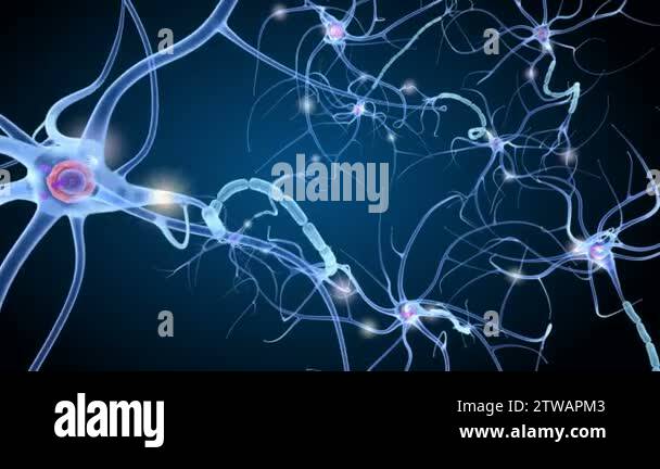 Nerve cell anatomy Stock Videos & Footage - HD and 4K Video Clips - Alamy