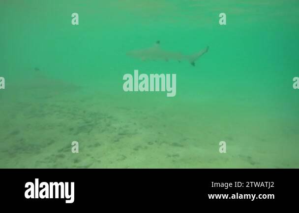 Baby blacktip reef sharks (Carcharhinus melanopterus) hunting fish in ...