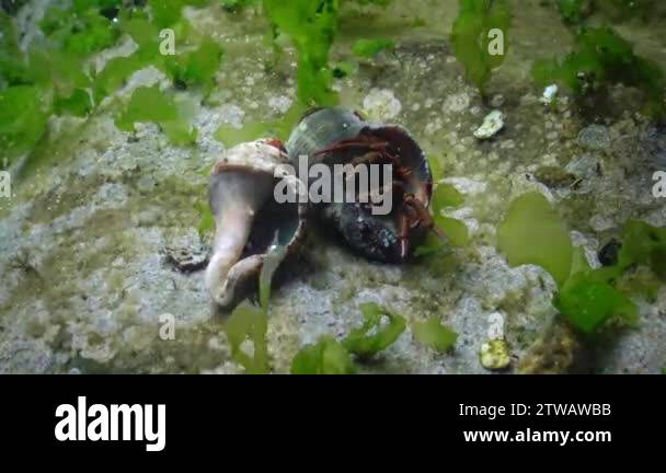 Hermit crab (Clibanarius erythropus) in the shell Rapana venosa and ...