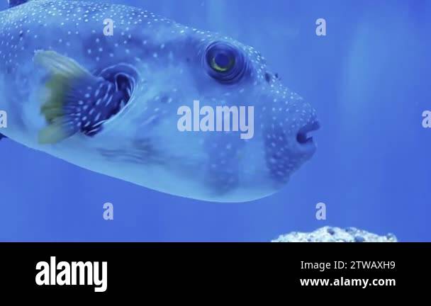 Puffer fish eye Stock Videos & Footage - HD and 4K Video Clips - Alamy