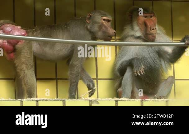 Monkeys hospital Stock Videos & Footage - HD and 4K Video Clips - Alamy