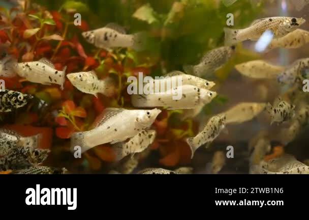 Molly molly Stock Videos & Footage - HD and 4K Video Clips - Alamy
