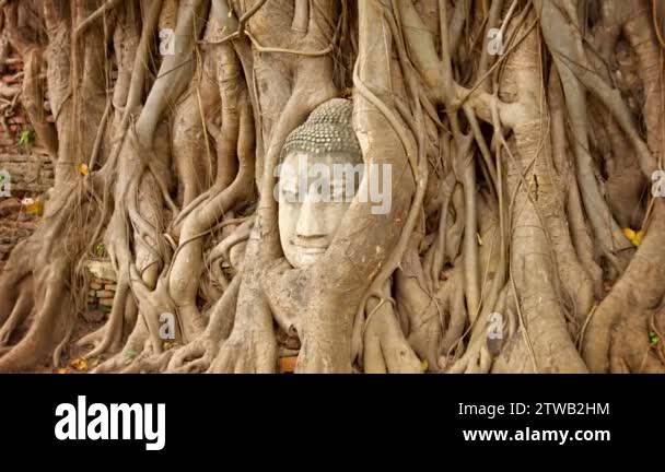 Video 1920x1080 - Stone face buried in the roots of a tree. Thailand ...