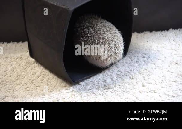 Hedgehog box Stock Videos & Footage - HD and 4K Video Clips - Alamy