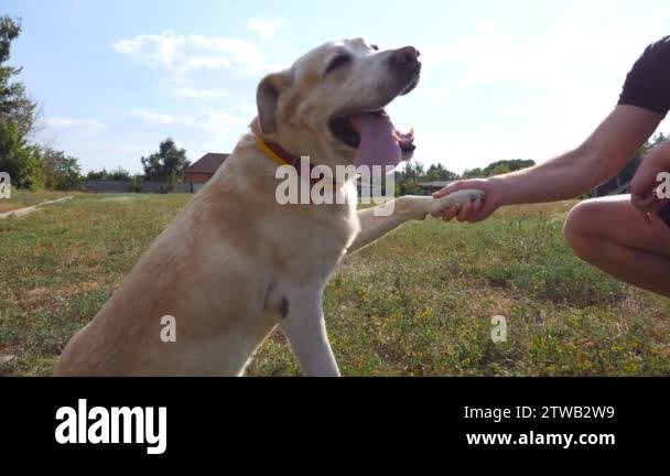 Labrador sitting on green grass and giving paw to his owner at nature ...