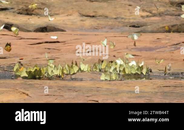 Diversity of butterfly species Stock Videos & Footage - HD and 4K Video ...