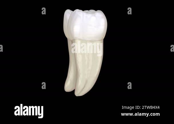 First mandibular molar tooth morphology, macro view. Medically accurate ...