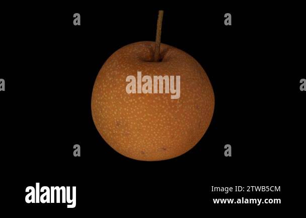 Realistic render of a rotating Asian Pear on black background. The ...