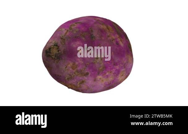 Realistic render of a rotating Japanese sweet potato on white ...