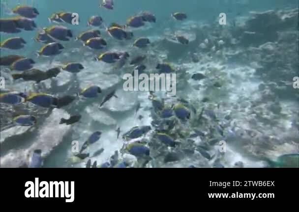 Coral reefs and marine life. Indian Ocean video Stock Video Footage - Alamy