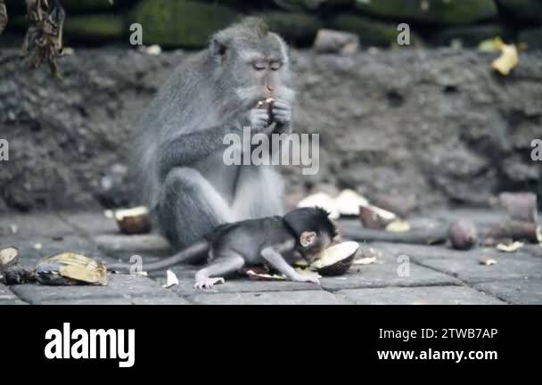 Mother and baby monkey feeding in Sacred Monkey Forest Sanctuary ...