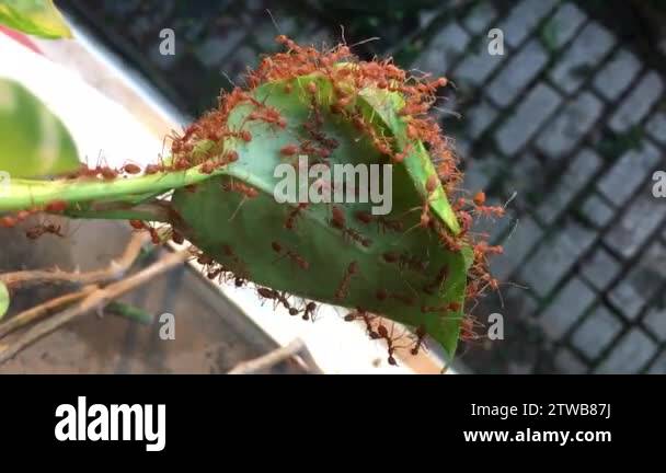 Ants india Stock Videos & Footage - HD and 4K Video Clips - Alamy