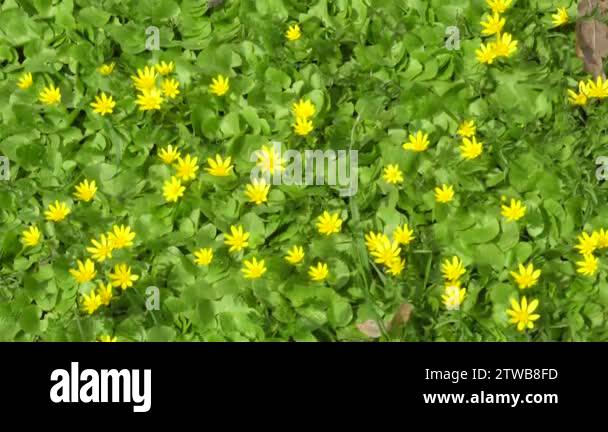 April yellow Stock Videos & Footage - HD and 4K Video Clips - Alamy