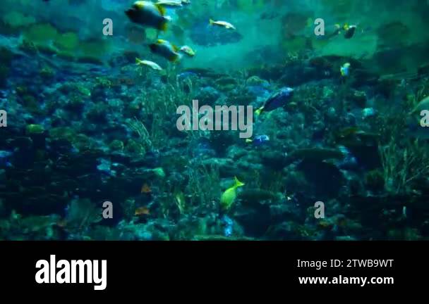 Ocean underwater Stock Videos & Footage - HD and 4K Video Clips - Alamy