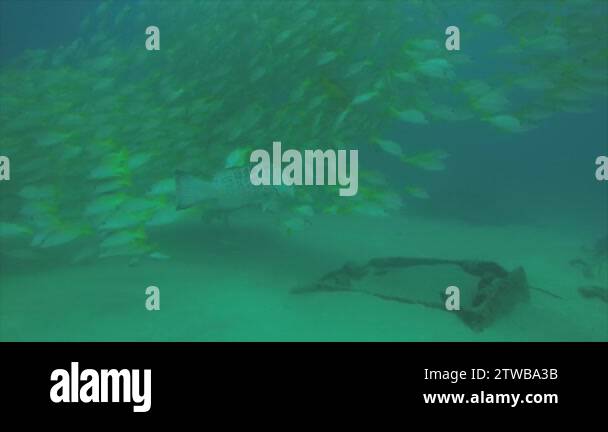 Yellow snapper (Lutjanus argentiventris), forming a school in a ...