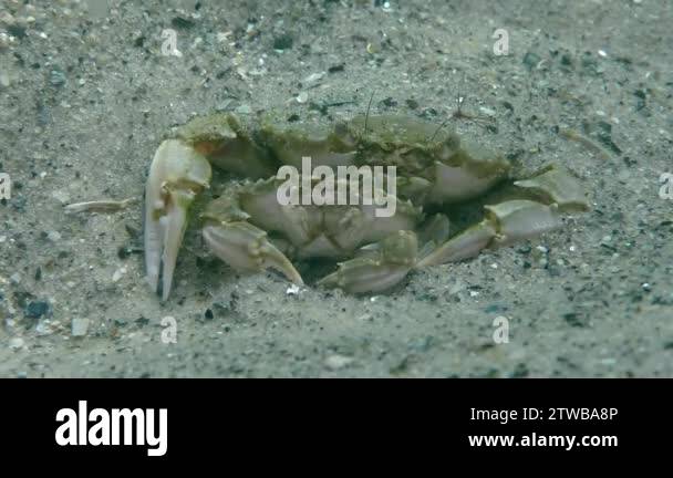 Reproduction of Flying swimming crab (Liocarcinus holsatus Stock Video ...