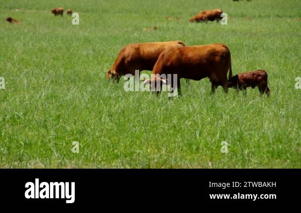 Ley farming Stock Videos & Footage - HD and 4K Video Clips - Alamy