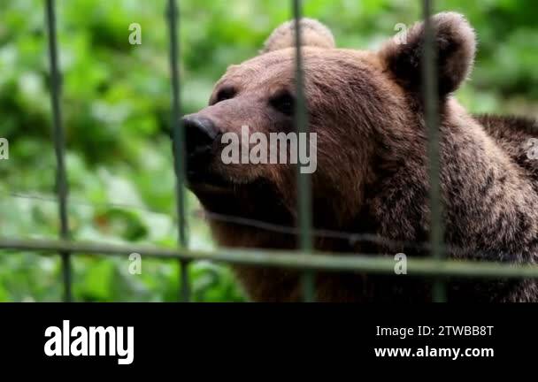 Grizzly brown bear smelling Stock Video Footage - Alamy