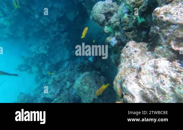 The fauna of the Red Sea. Many fish swim over a coral reef. Dynamic ...