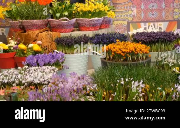 Keukenhof flower exhibition Stock Videos & Footage - HD and 4K Video ...