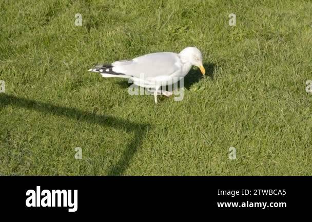 Seagull feet Stock Videos & Footage - HD and 4K Video Clips - Alamy