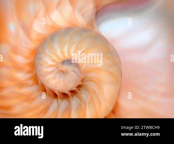 shell nautilus pearl Fibonacci sequence symmetry cross section spiral ...