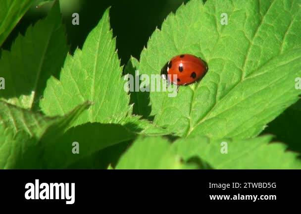 Legs leaf insect insects Stock Videos & Footage - HD and 4K Video Clips ...