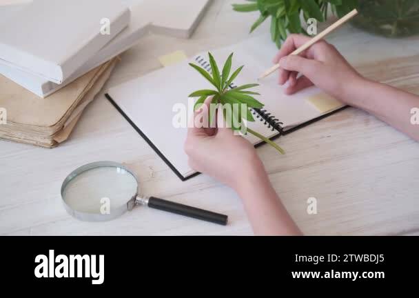 Creating a drawing of Botanical illustration based on collected forest ...