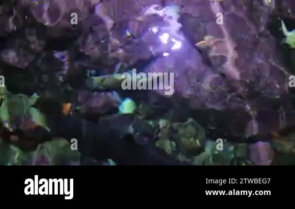 Shark swimming top Stock Videos & Footage - HD and 4K Video Clips - Alamy