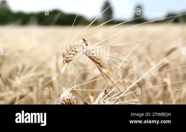 Cereal spike stalk straw ear Stock Videos & Footage - HD and 4K Video ...