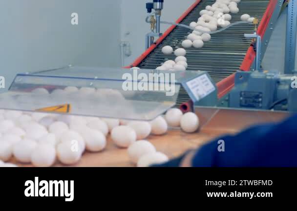 Worker hands sorting eggs at the poultry, farm factory Stock Video ...