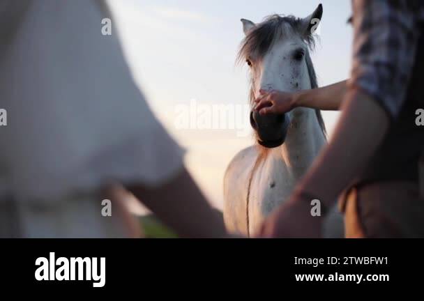 Touching an animal Stock Videos & Footage - HD and 4K Video Clips - Alamy