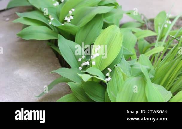 Lily of the valley. The flower is also known as Our Lady's tears or ...