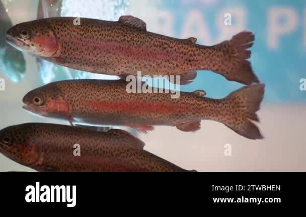 Red sea underwater rainbow fish Stock Videos & Footage - HD and 4K ...