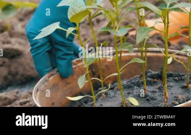 Container with young shoots of sweet pepper ready for transplanting ...