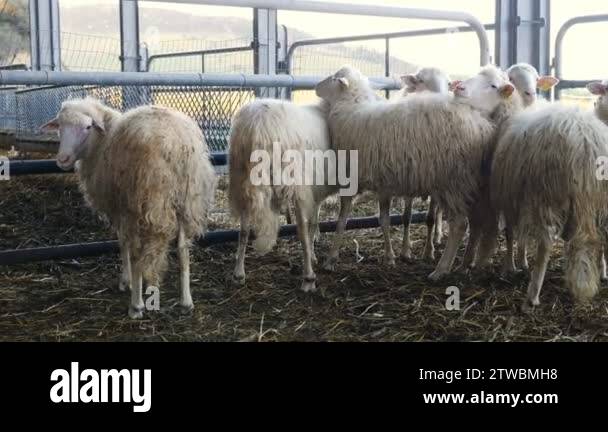 Portrait ewe lamb standing Stock Videos & Footage - HD and 4K Video ...