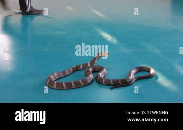 Snake Show. Snake Handler shows tricks with poisonous snakes. Thailand ...