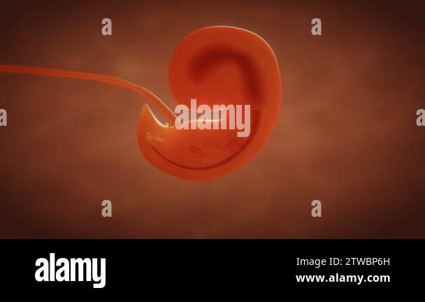 Fetus growth Stock Videos & Footage - HD and 4K Video Clips - Alamy