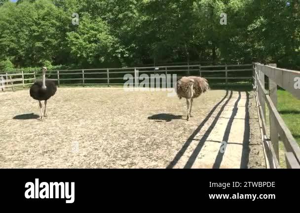 Domesticated wild african ostrich (struthio camelus) is walking in an ...