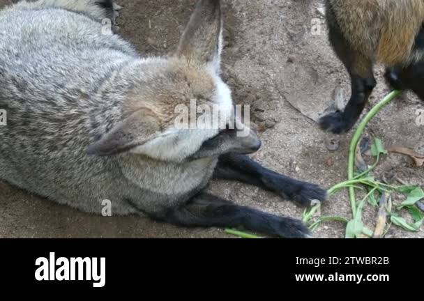 Family of cave eared foxes in the enclosure of zoo khao kheo Stock ...