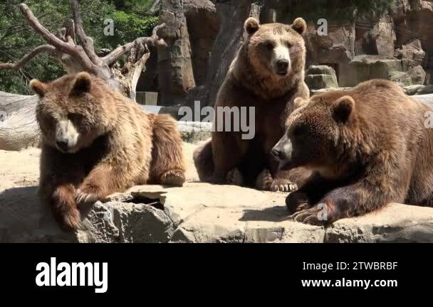 Family of bears Stock Videos & Footage - HD and 4K Video Clips - Alamy