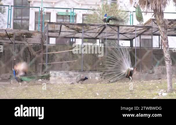 Sochi, March 2018. Arboretum . beautiful dancing peacock. aviary with ...