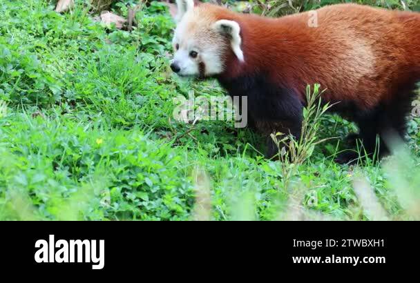 Red Panda (Ailurus Fulgens) Eating Grass, Also Called The Lesser Panda ...