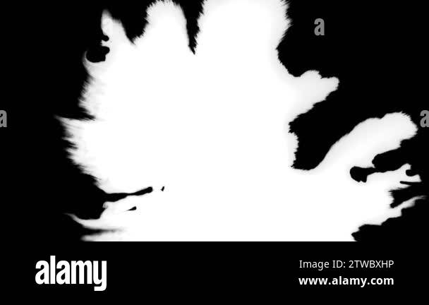 Beautiful white watercolor ink drops transition on black background, paint bleed Bloom, with ...