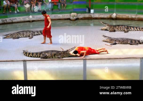Crocodile show. The trainer puts his head in crocodile jaws. Thailand ...