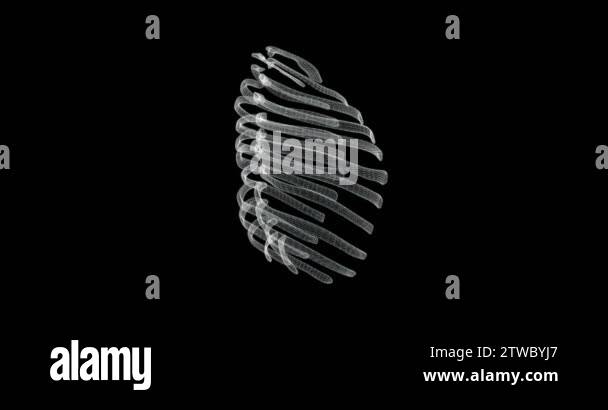 Presentation screen 3d of bone structure ribs in the human body - loop ...
