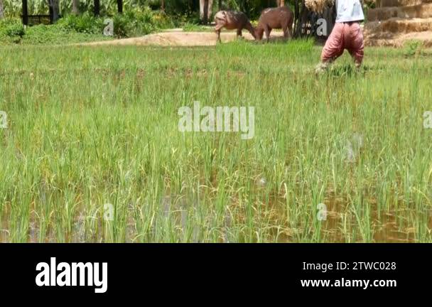 HD. rice fields in Thailand , South East Asia. Rice field and straw ...